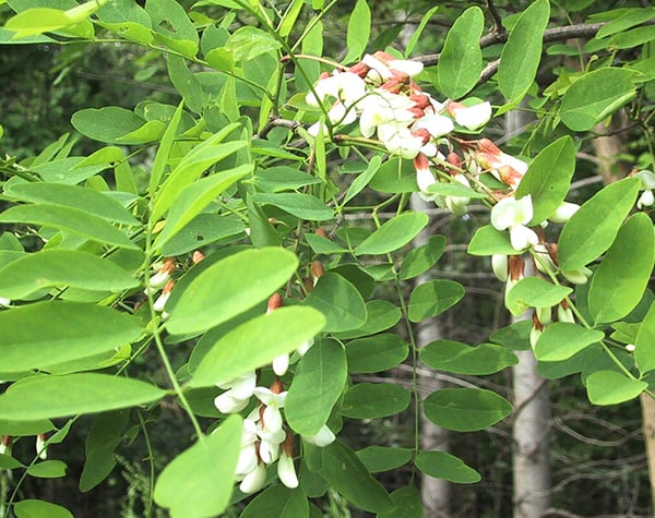 Invasive Species – WETLANDS TRAILS WALKING